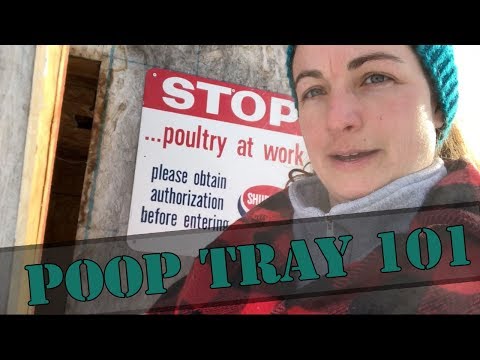 Chicken Coop Poop Tray & Poop Shelf Update - Cleaning The Chicken Coop ...