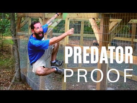 Chicken Coop & Run Build || Part 4 || Predator Proofing! - Automatic ...