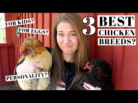 3 Best Chicken Breeds Backyard Family Flocks Favorite Poultry