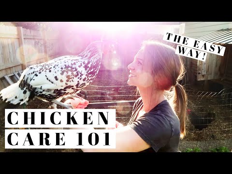 Backyard Chickens For Beginners How To Take Care Of Egg Laying Hens